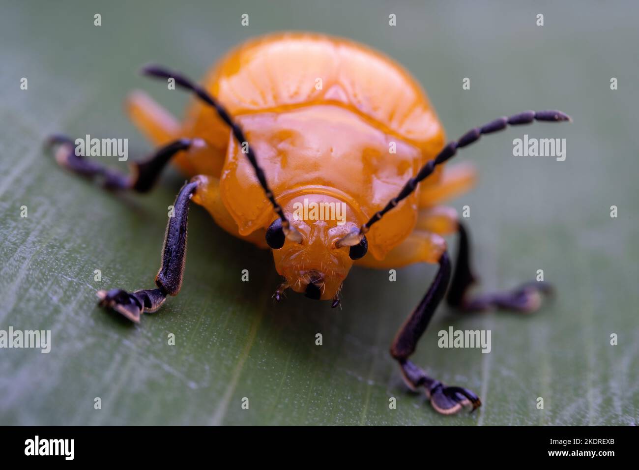 Chongqing mountain nature reserve - leaf beetle insect Stock Photo - Alamy