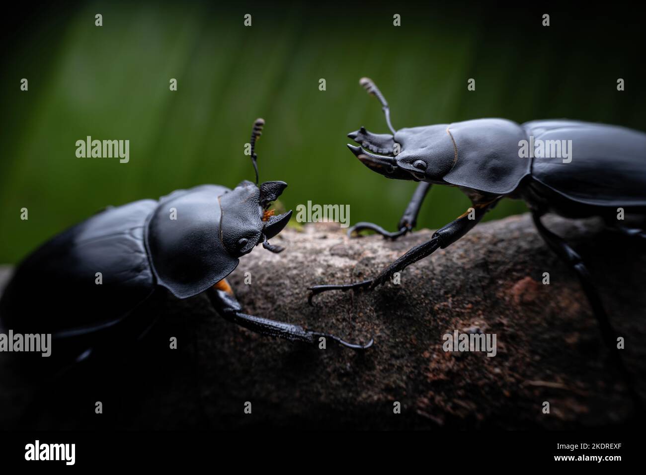 Chongqing mountain nature reserve of insects - stag beetles Stock Photo ...