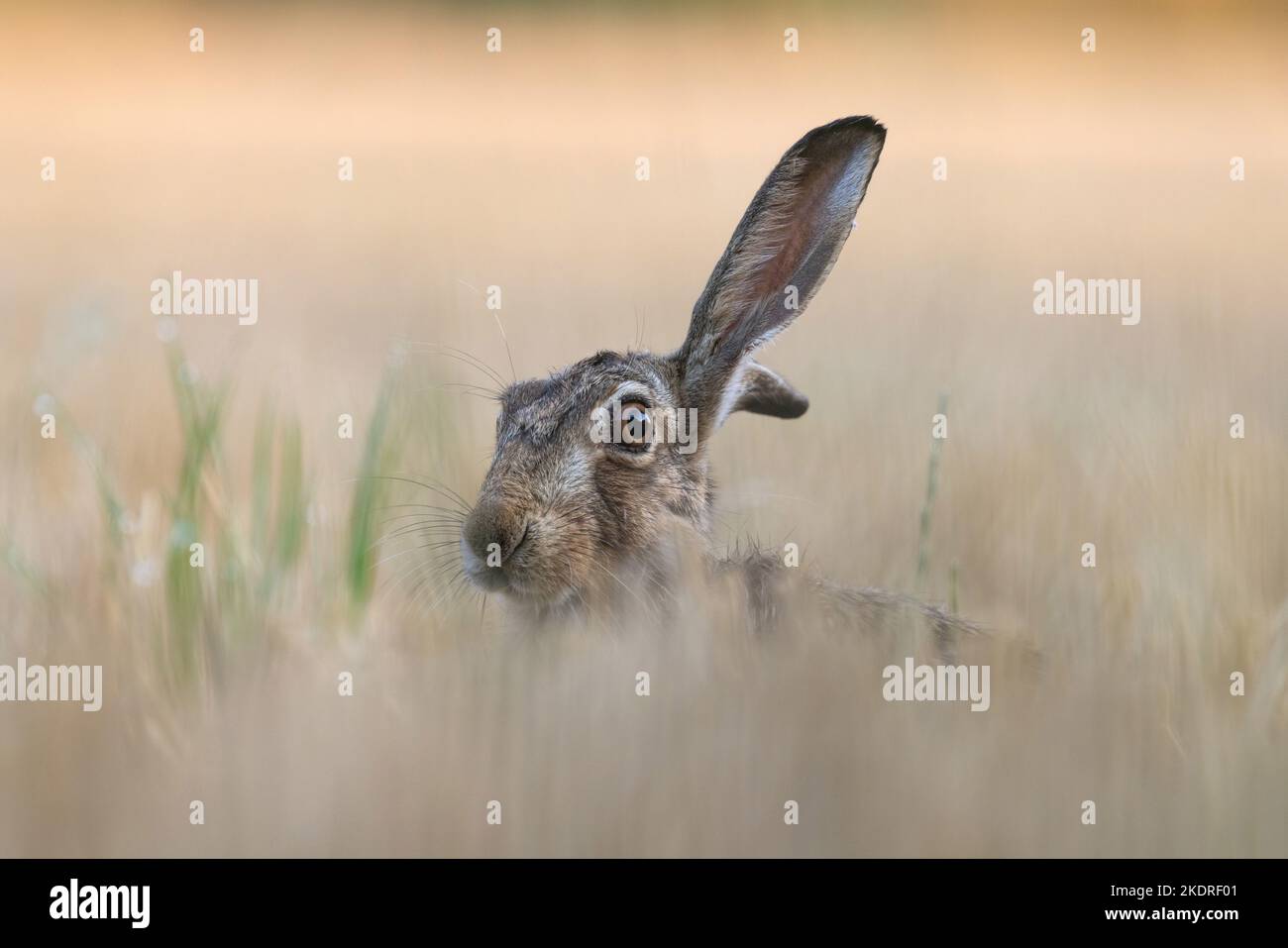 Hare greenfield hi-res stock photography and images - Alamy