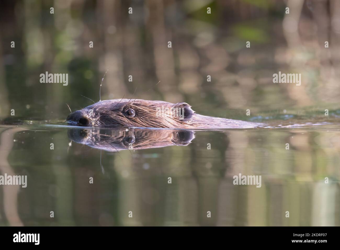 Beaver animal head side view hi-res stock photography and images - Alamy