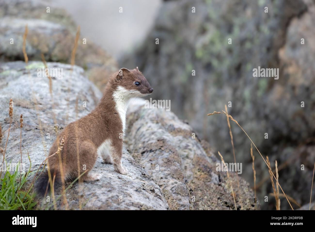Stoats and weasels hi-res stock photography and images - Alamy