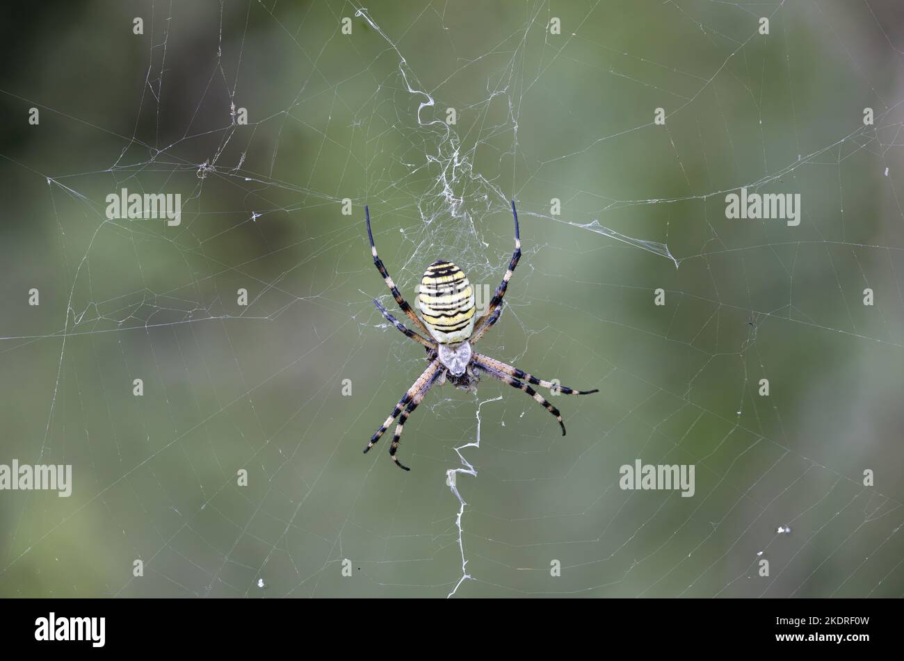 Solo wasp hi-res stock photography and images - Alamy