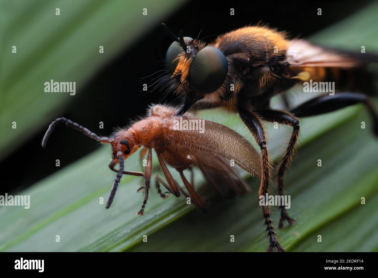 Sawyer water fly to hunt Stock Photo - Alamy