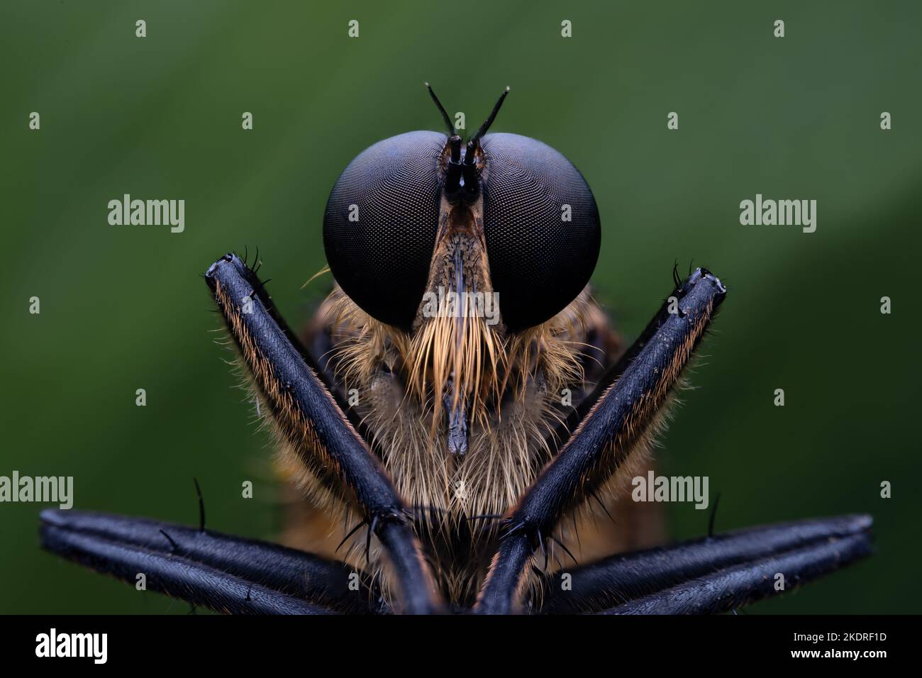 Chongqing mountain nature reserve Mang insects - water Stock Photo - Alamy