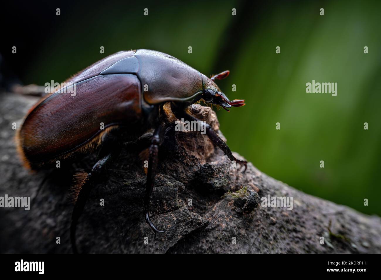 Chongqing mountain nature reserve of insects - the beetle Stock Photo ...