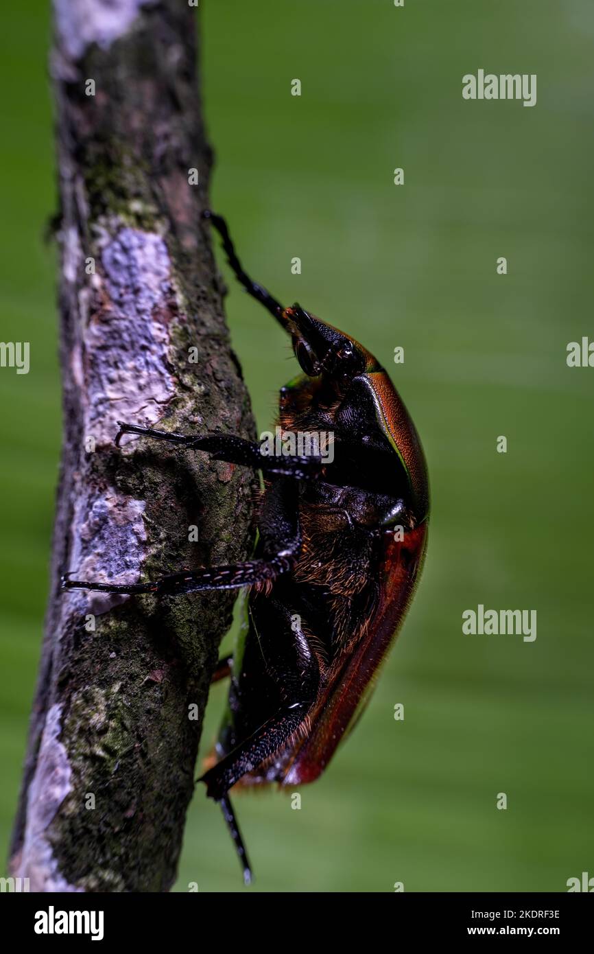 Chongqing mountain nature reserve of insects - the beetle Stock Photo ...