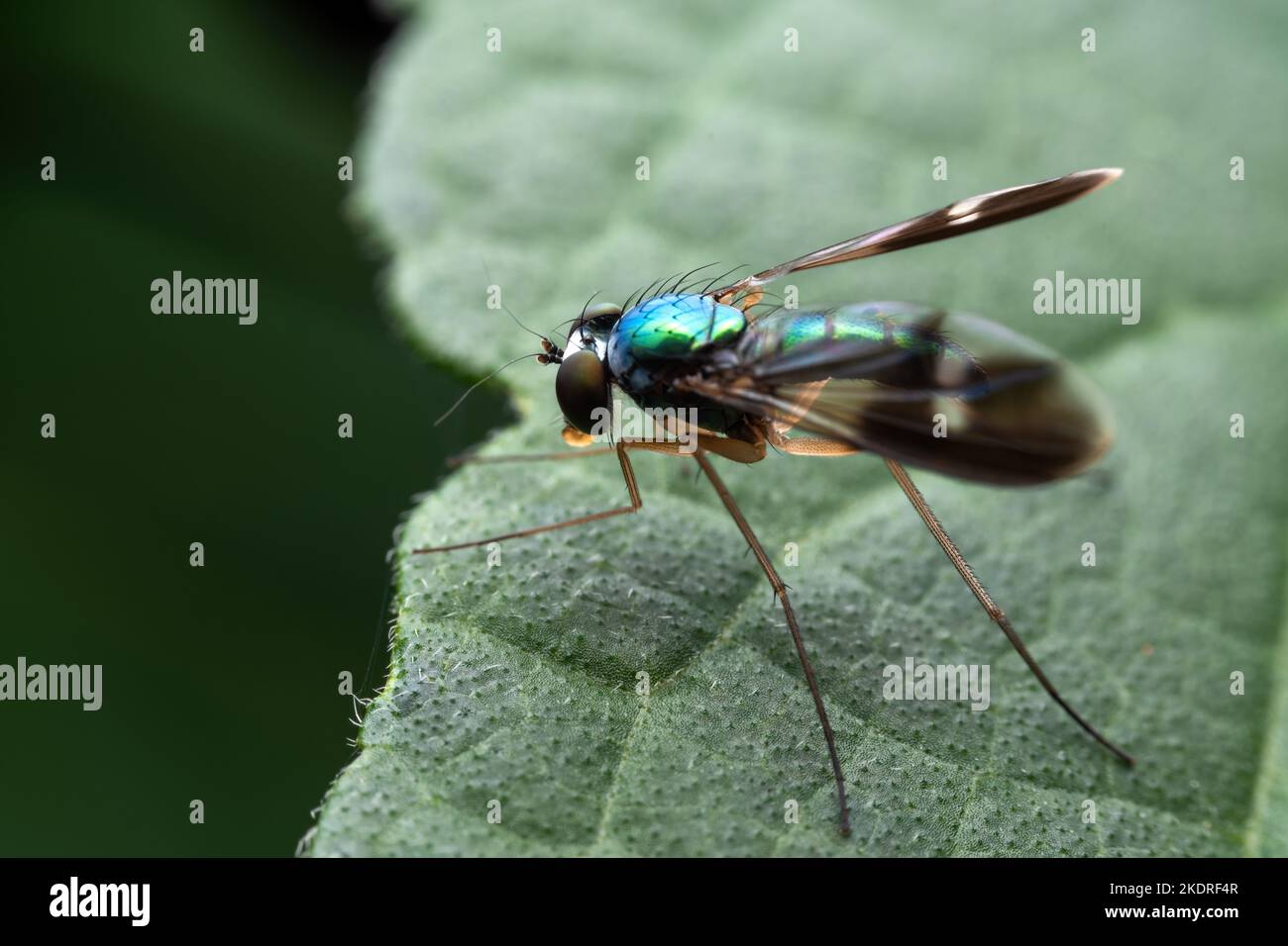 Chongqing mountain insects - fly Stock Photo - Alamy