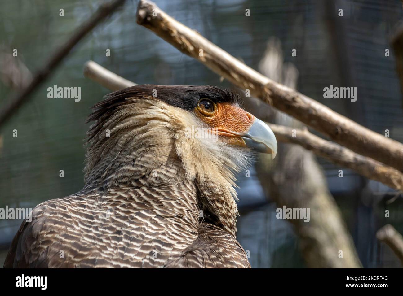 Caracara bird hi-res stock photography and images - Alamy