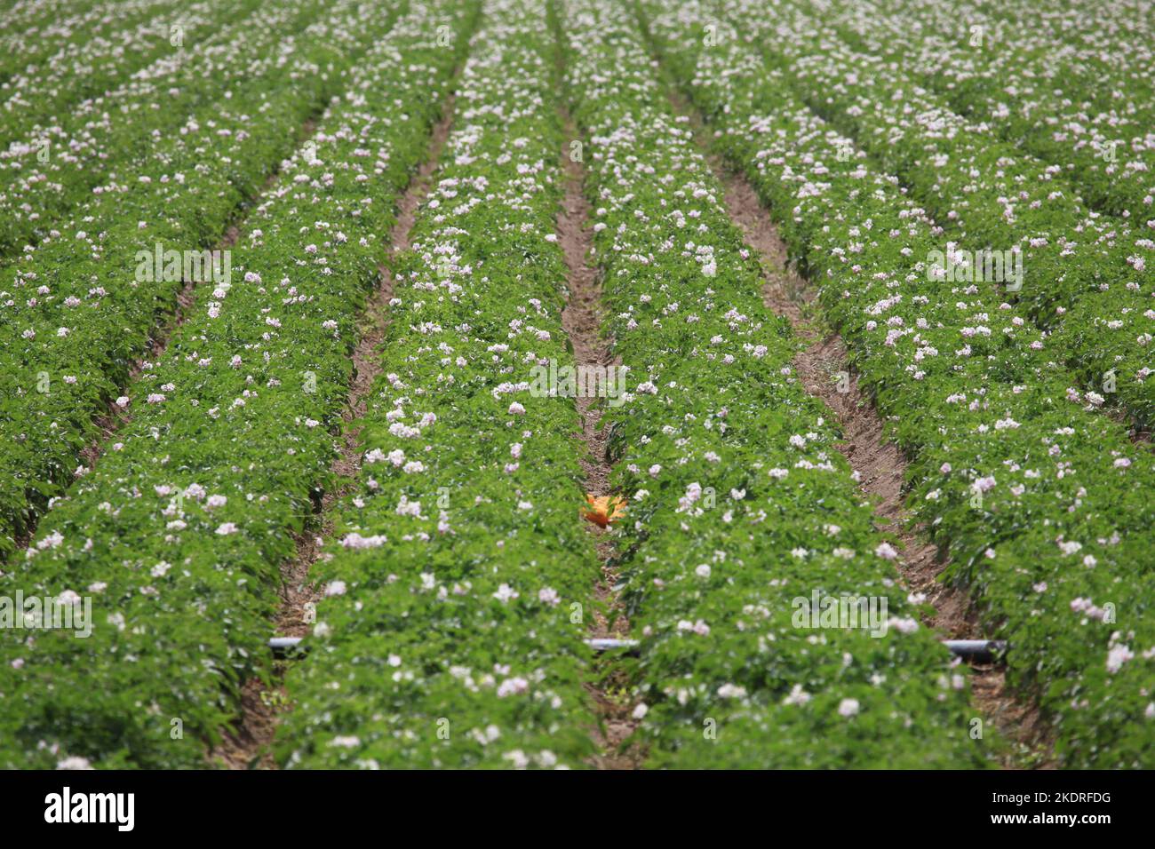 Xinjiang barkol: high quality potato flower Stock Photo - Alamy