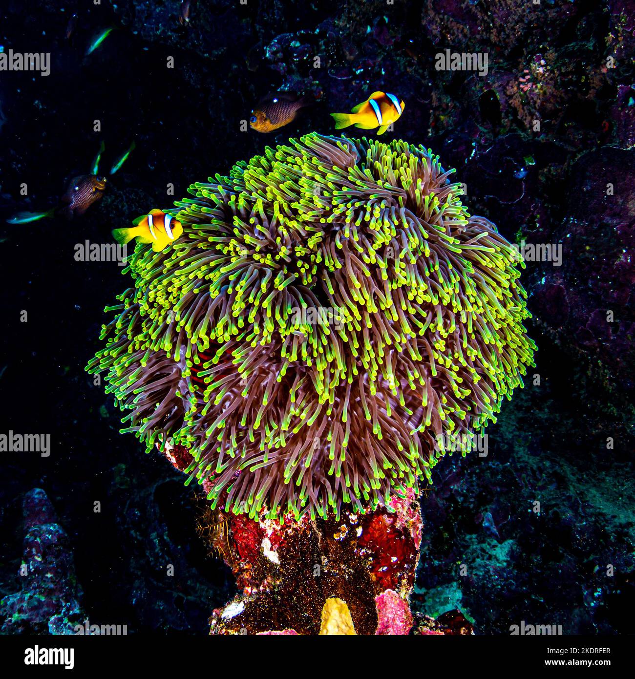 Nemo clownfish on colourful anemone with black background on diving ...