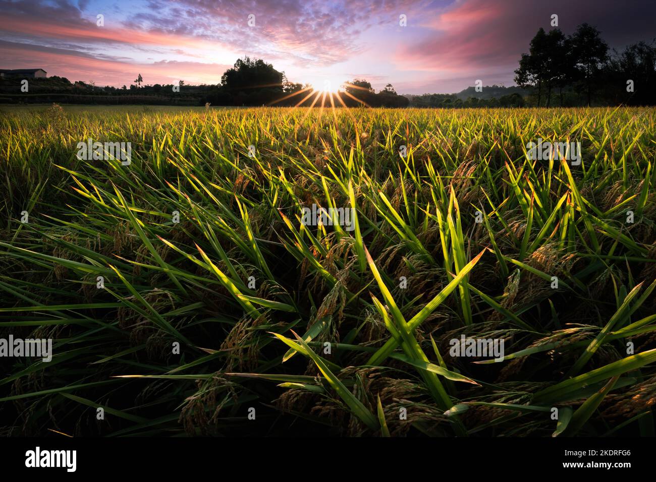 Asia china rice terraces rice farmers hi-res stock photography and ...
