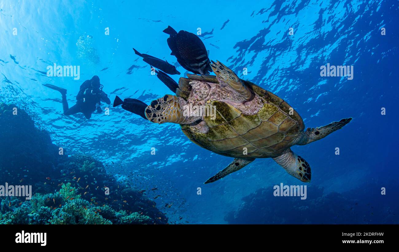 Egypt red sea turtle hi-res stock photography and images - Alamy