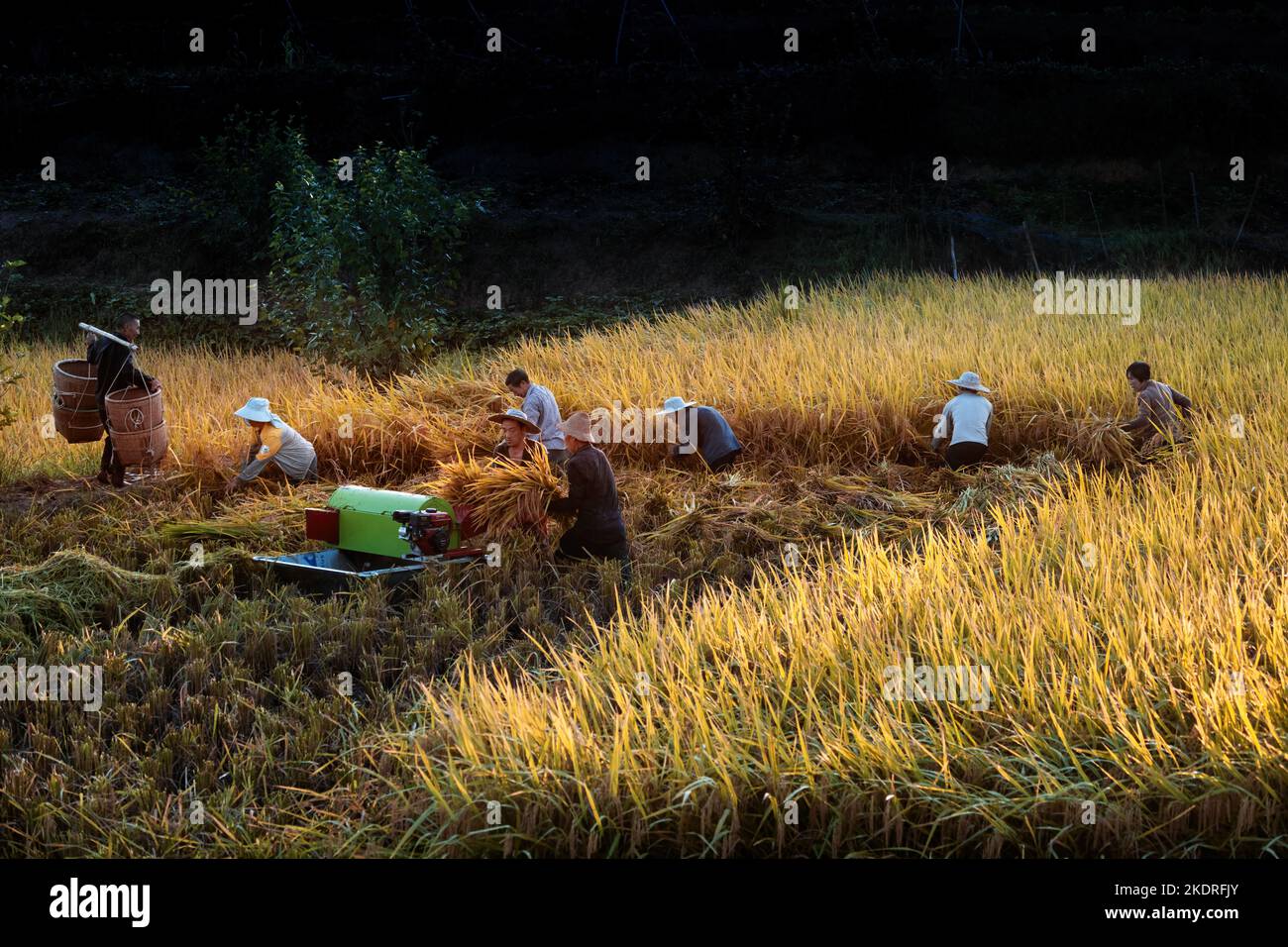 The autumn rice harvest Stock Photo - Alamy