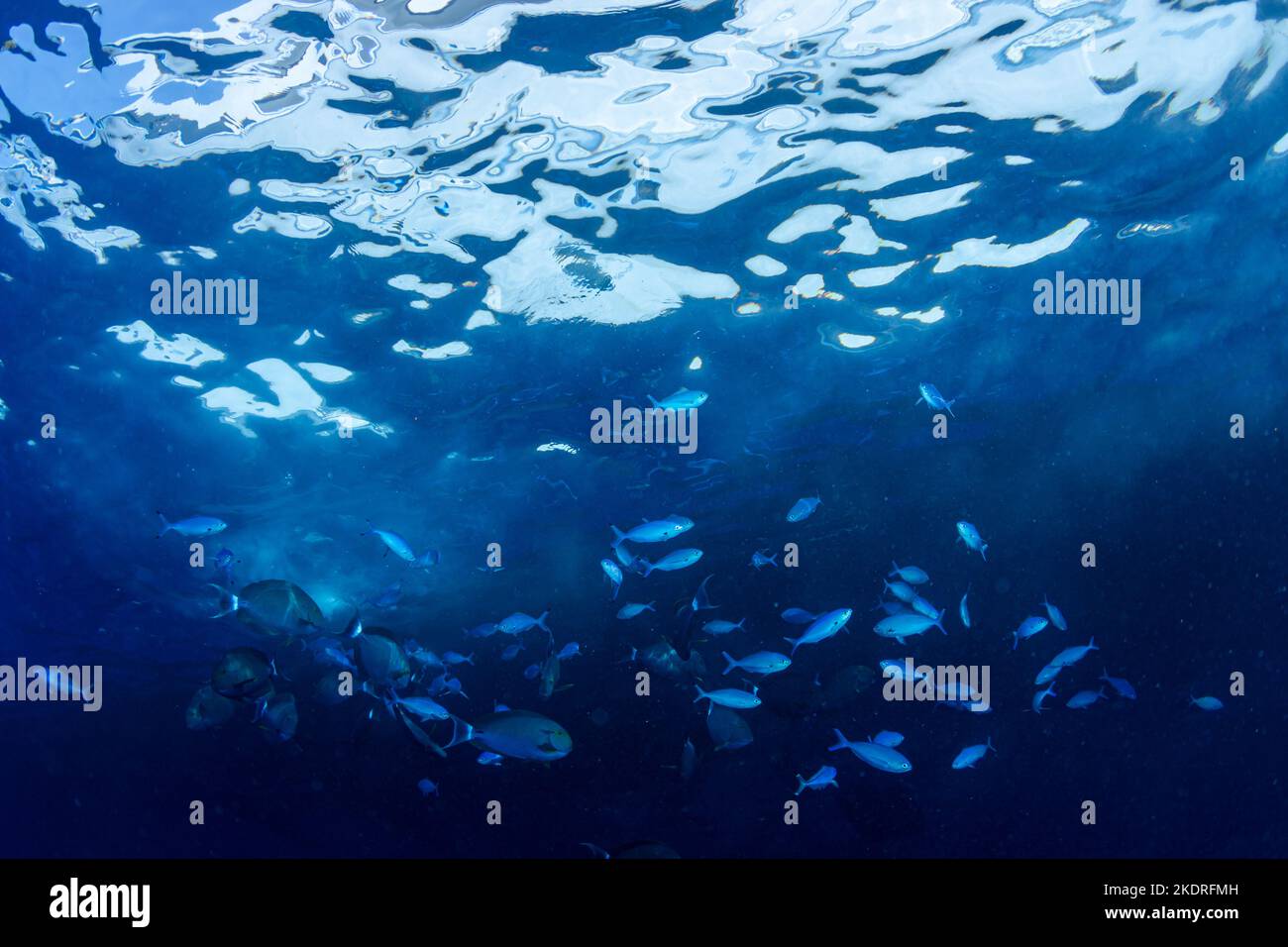 Don't dive here: school of fish feeding next to flushing septic tank of ...