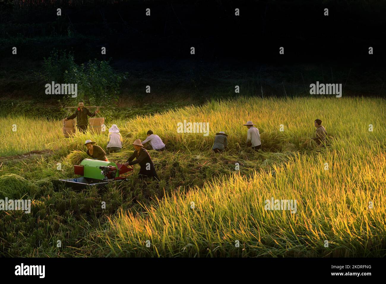 The autumn rice harvest Stock Photo - Alamy