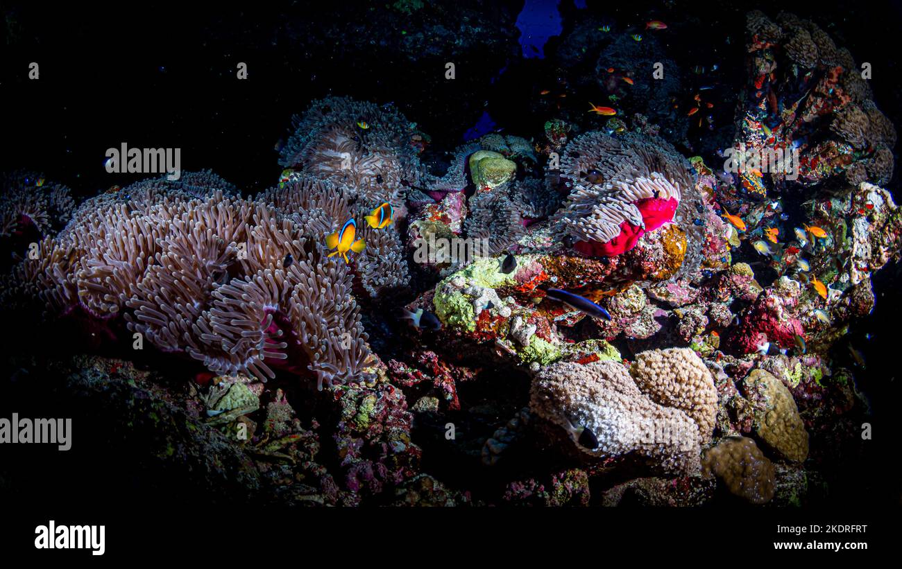 Nemo clownfish on anemone on a coral reef with black and blue ...