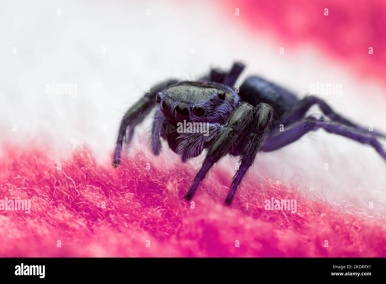 Chongqing mountain nature reserve, jumping spiders Stock Photo - Alamy