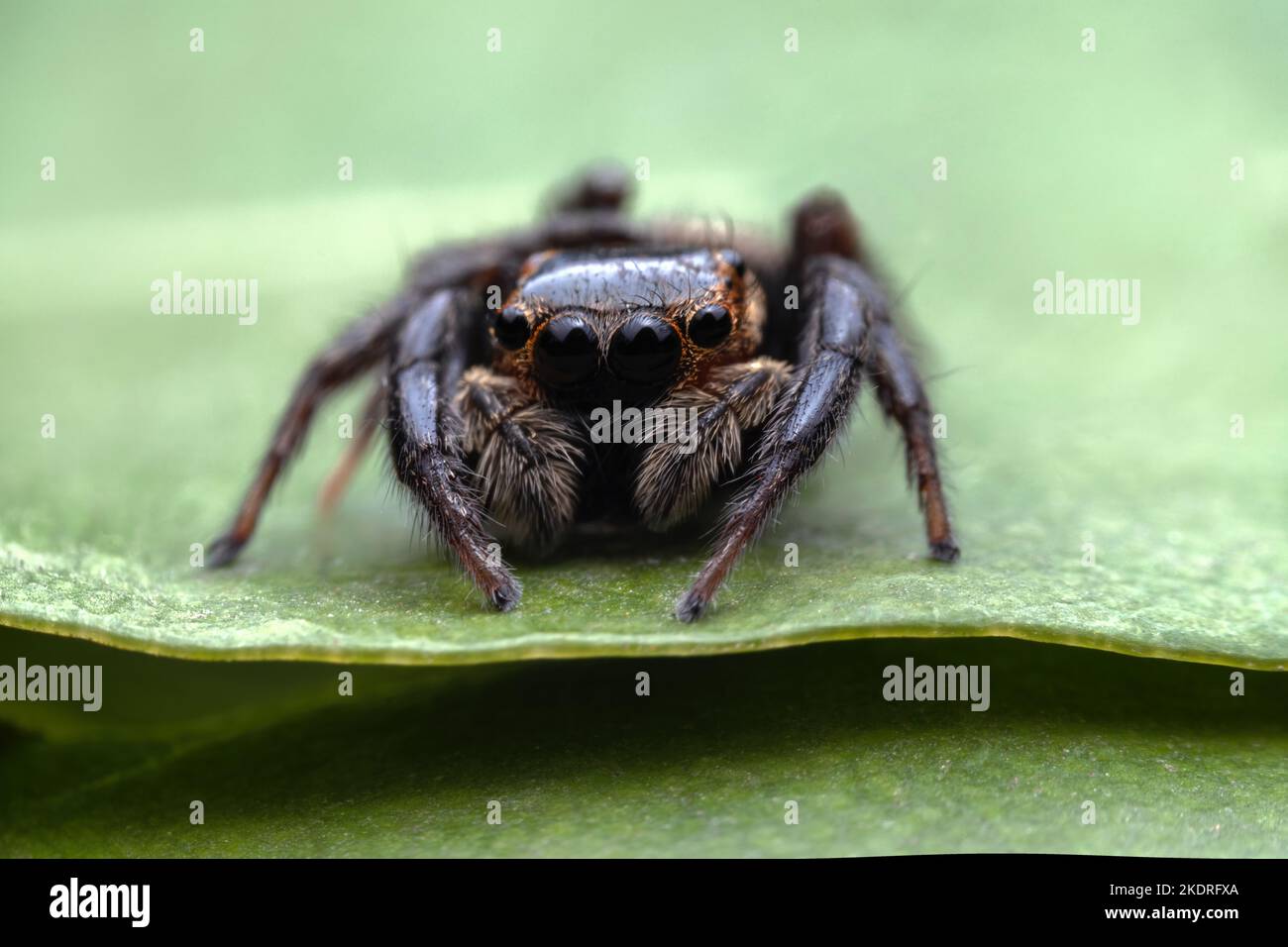 Chongqing mountain nature reserve, jumping spiders Stock Photo - Alamy