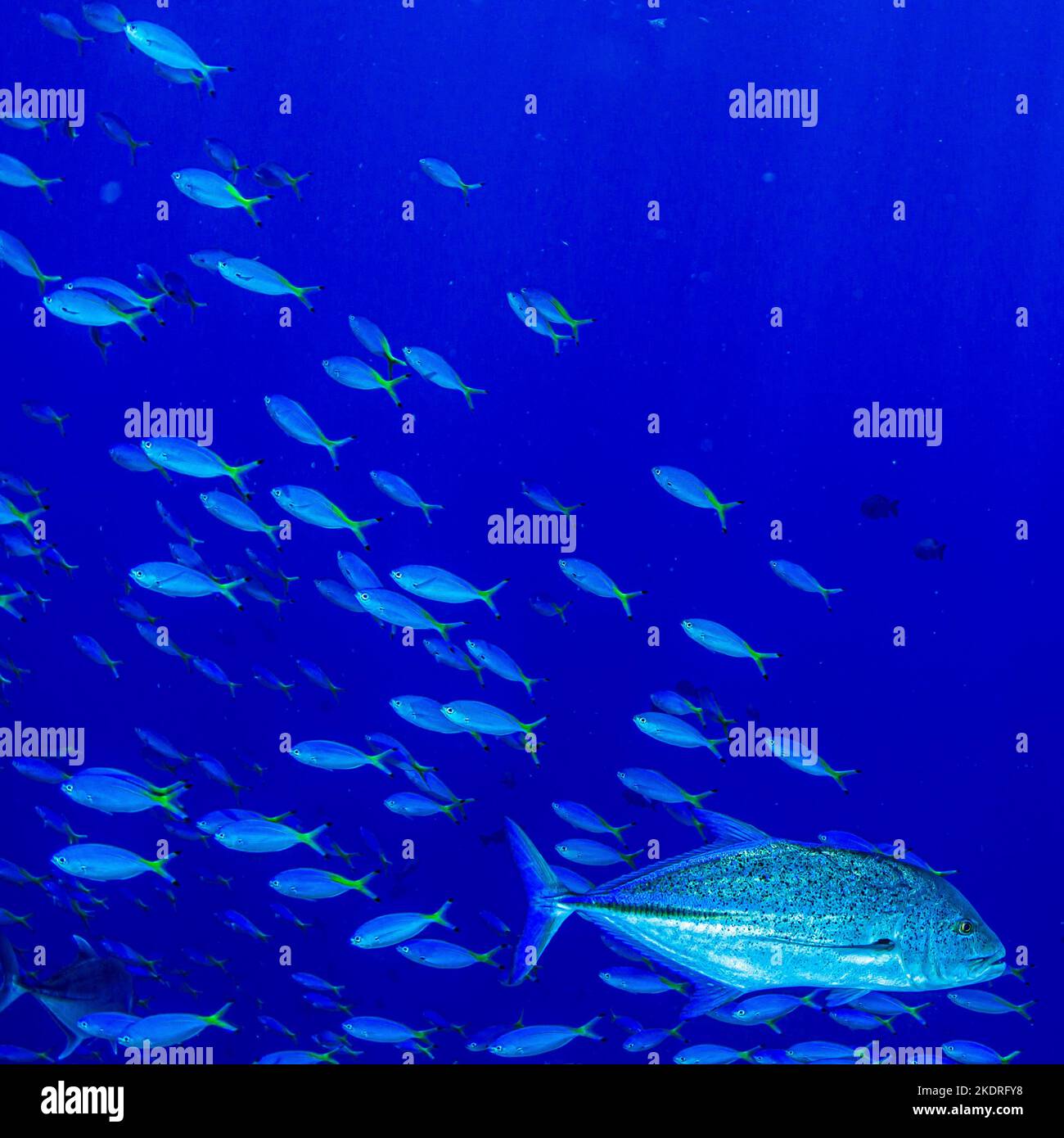 Group of mackerel fish on a coral reef with blue background on diving ...