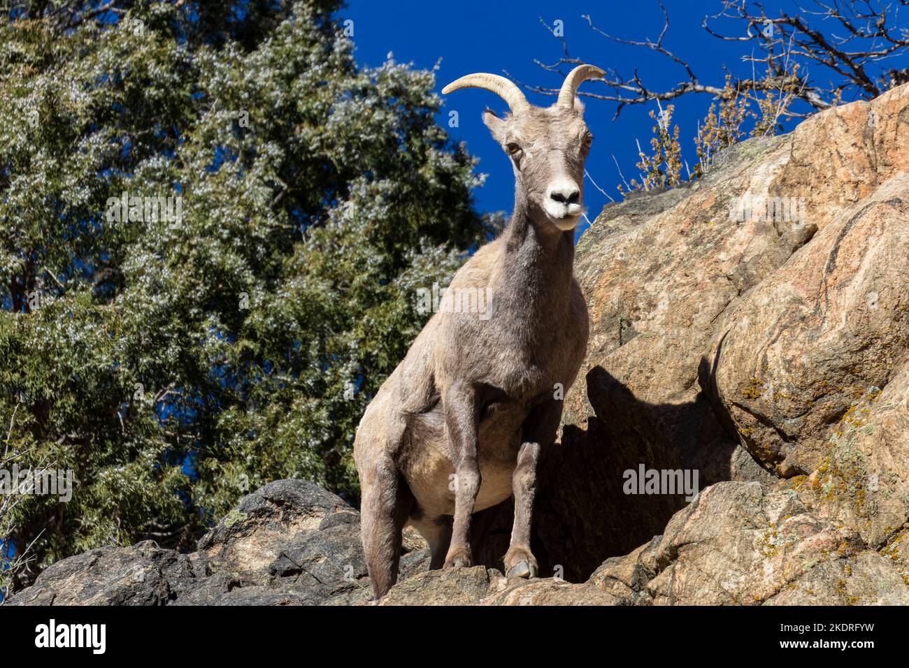 Bighorn sheep in Waterton Canyon Colorado Stock Photo - Alamy