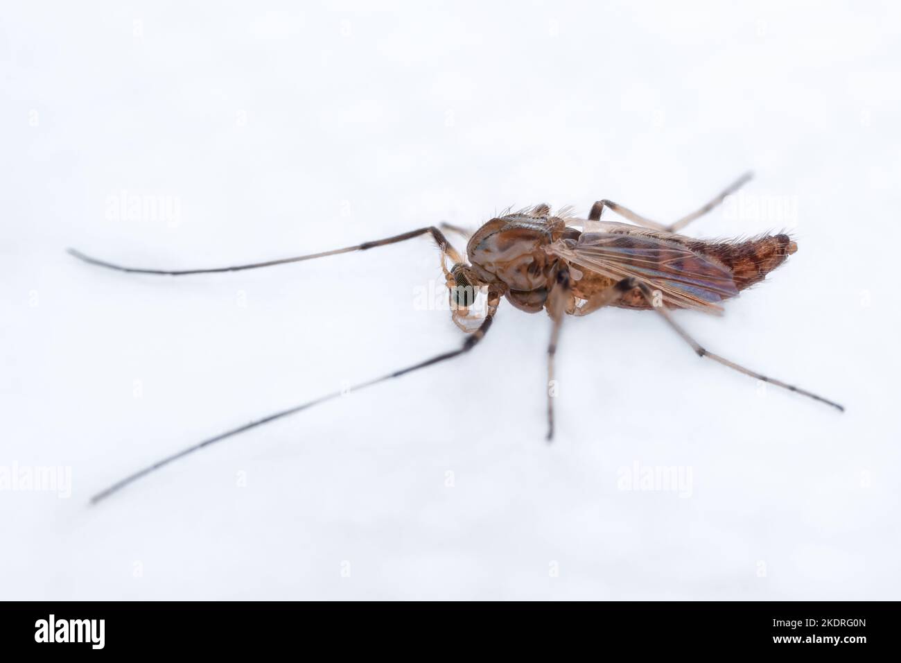 Long body insects hi-res stock photography and images - Alamy