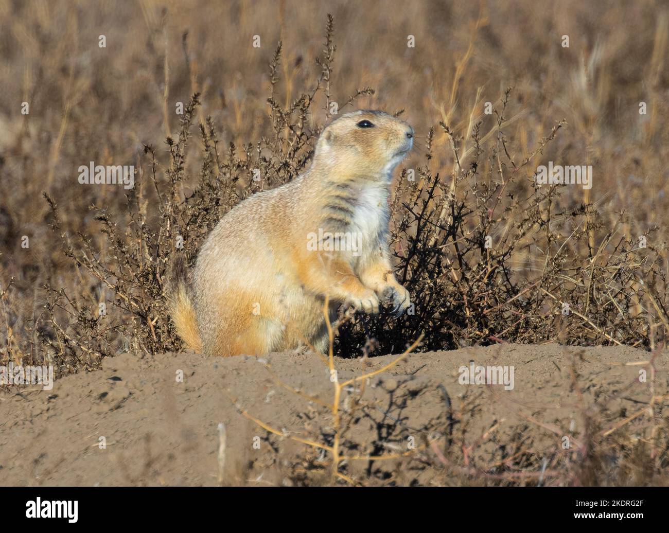 Rocky mountain reservoir hi-res stock photography and images - Alamy