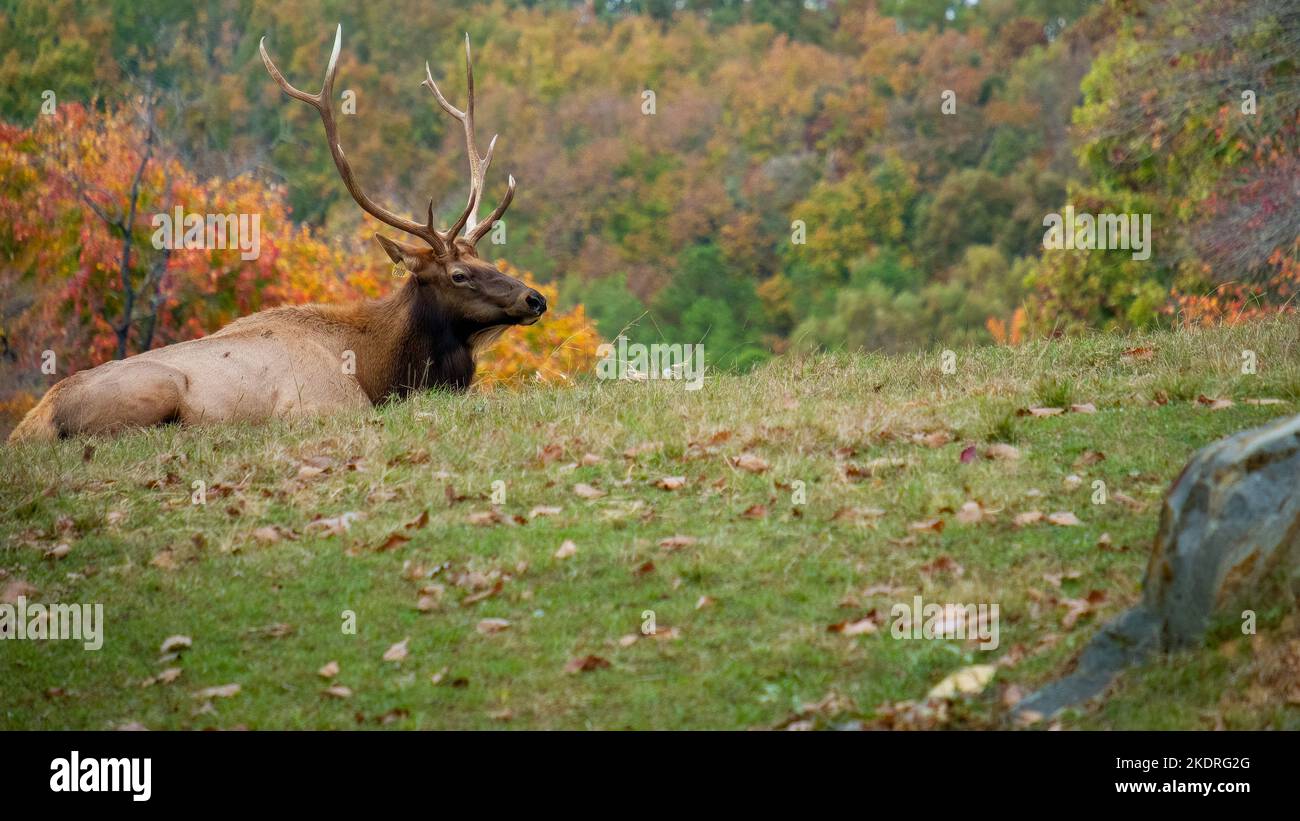 Bull Elk laying down in grass with fall foliage in background Stock ...