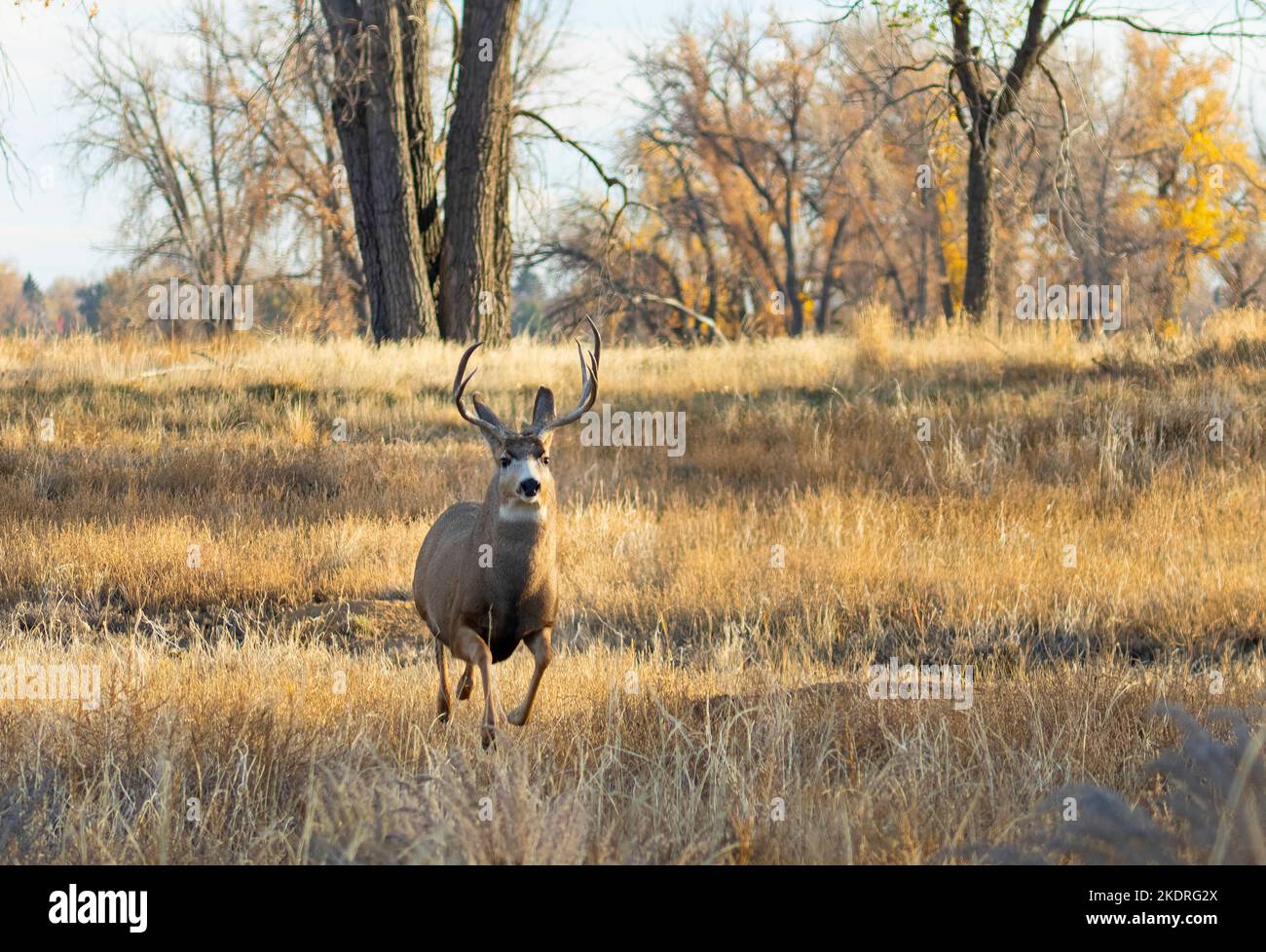 Whitetail deer fall colors hi-res stock photography and images - Alamy