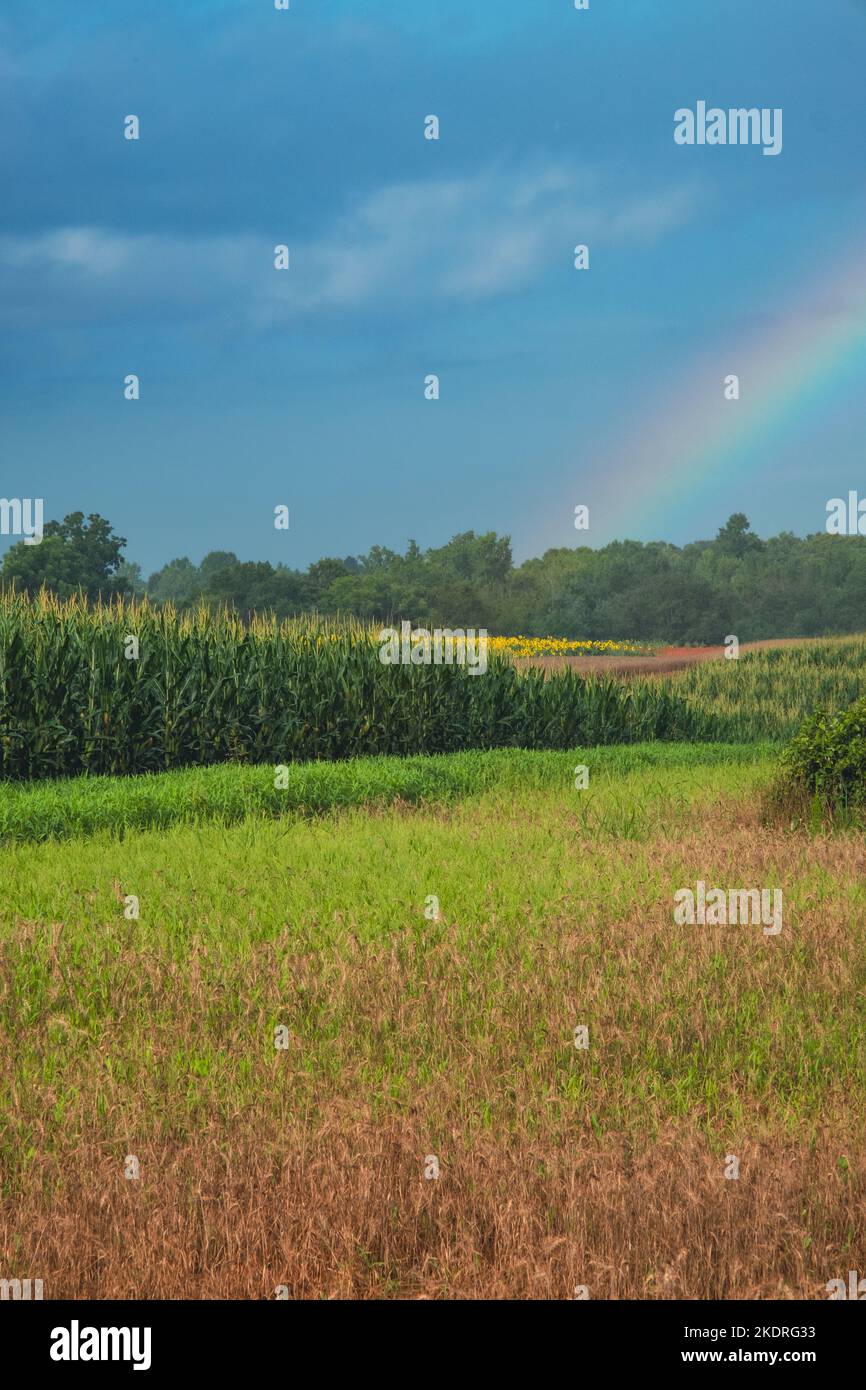 Sunlighting clouds and rainbow over cornfield and sunflowers Stock ...