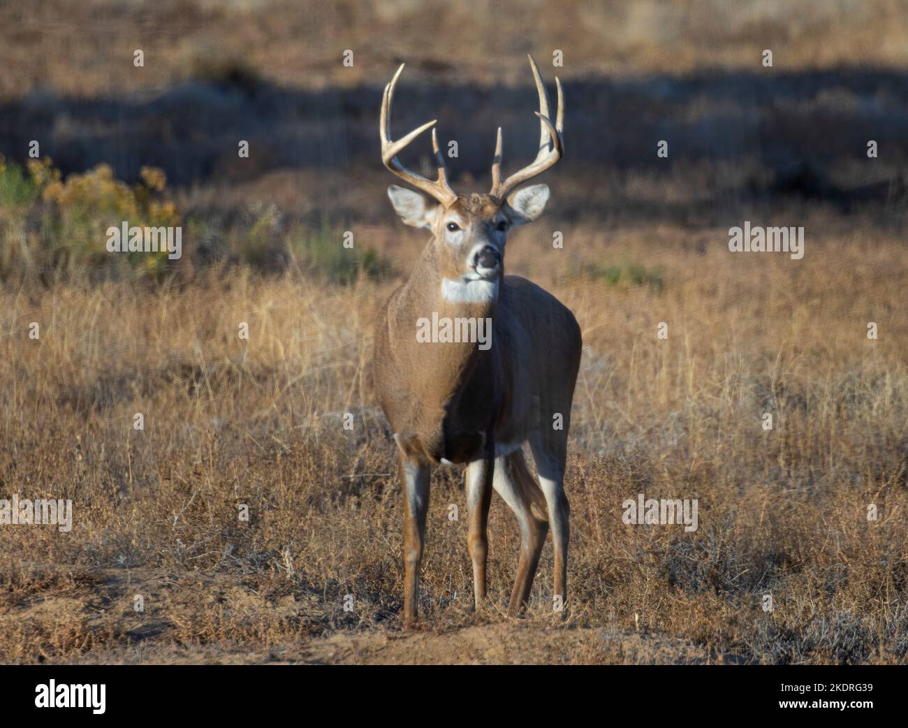 Whitetail Deer in the Rocky Mountain Arsenal Stock Photo - Alamy