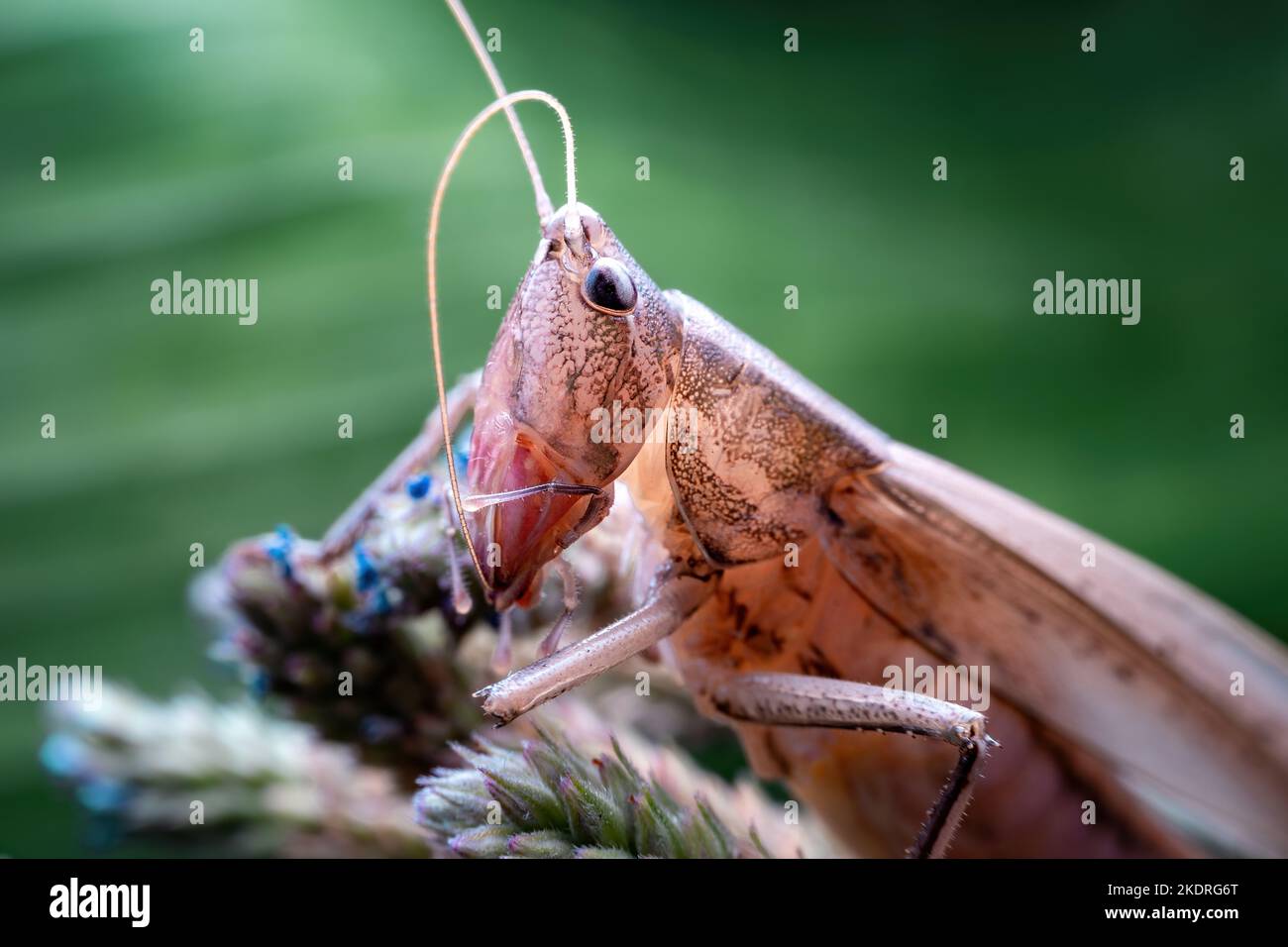 Chongqing - guo guo mountain insects Stock Photo - Alamy
