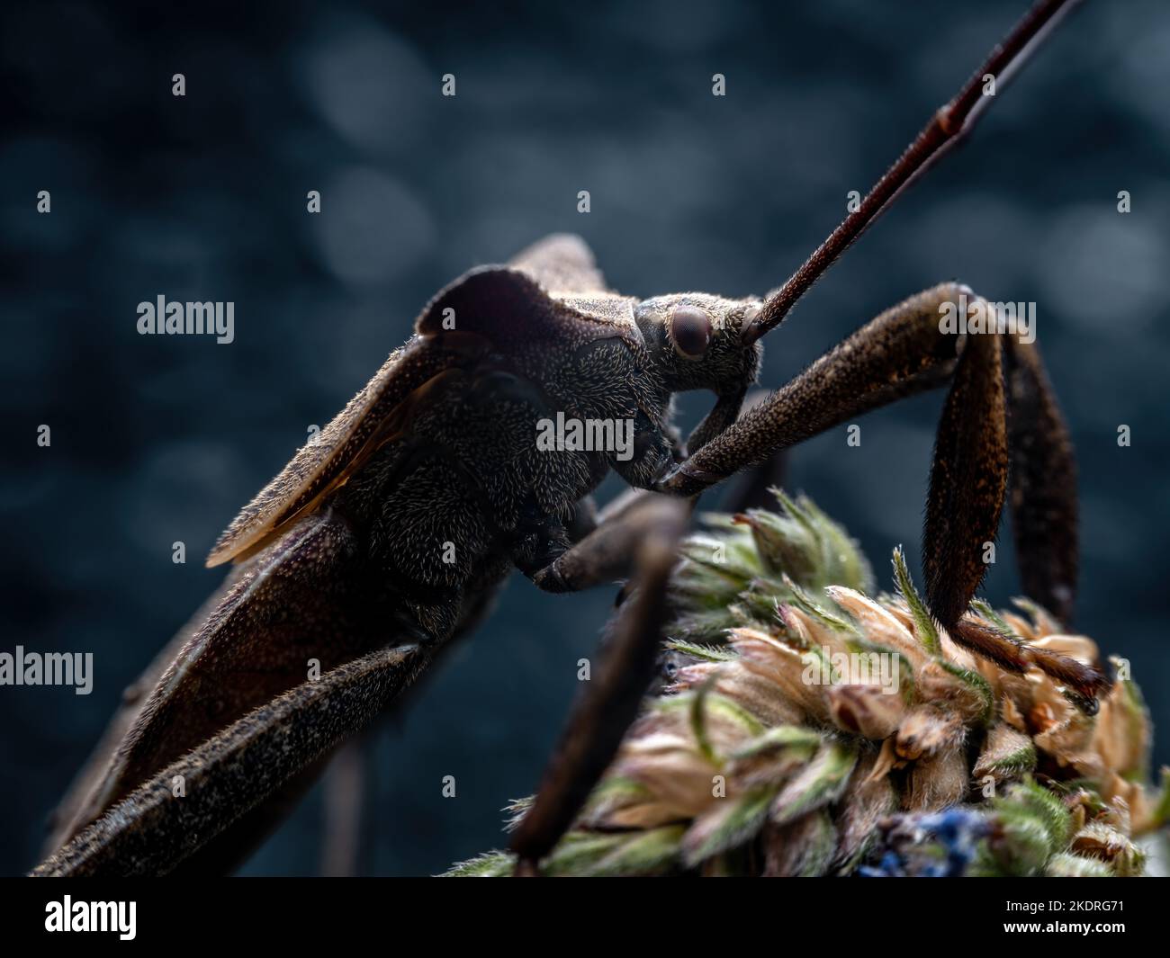 Chongqing mountain insects - bugs Stock Photo - Alamy