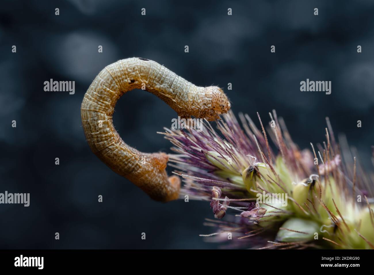 Chongqing - inchworm mountain nature reserve insects Stock Photo - Alamy