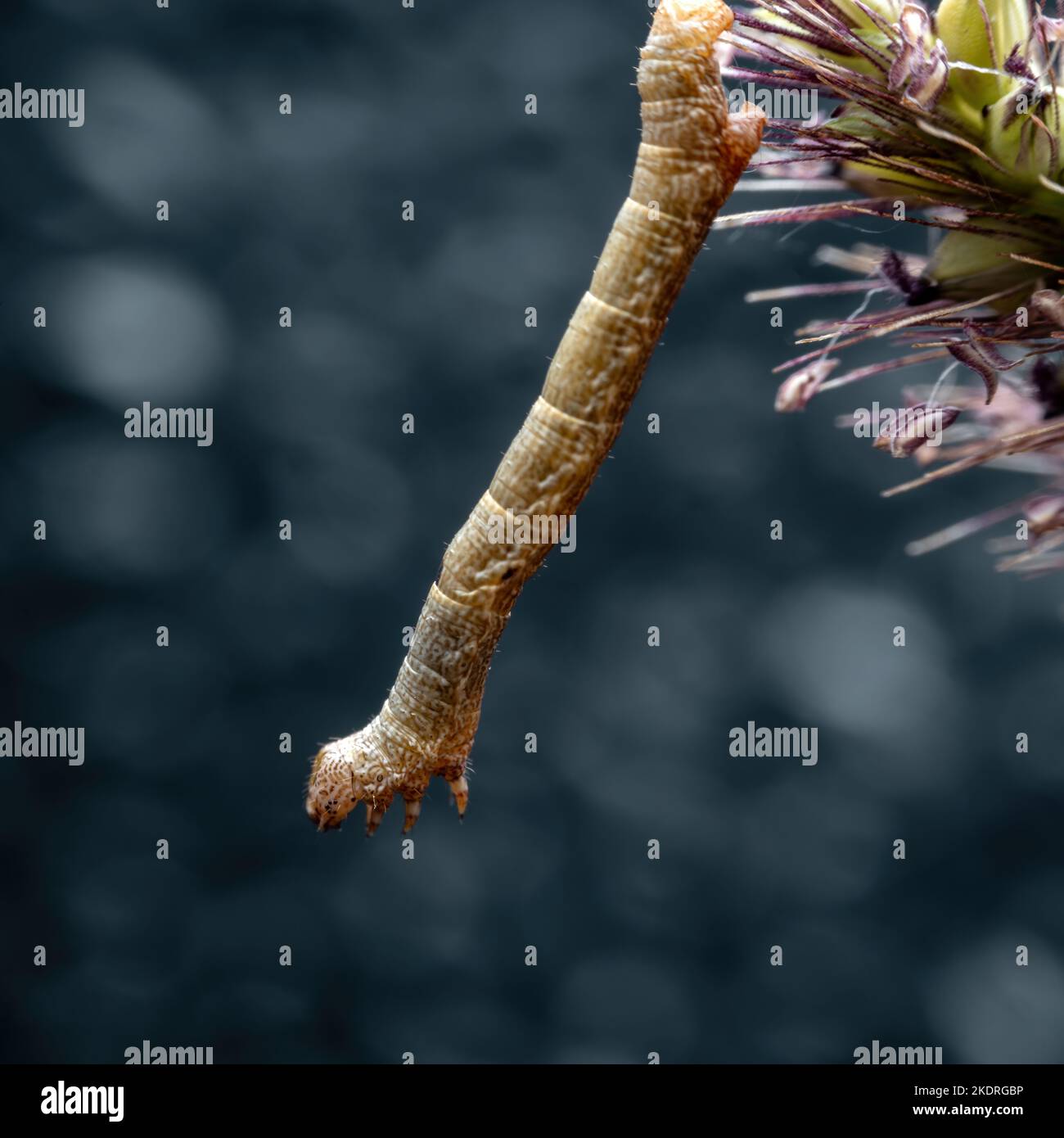 Chongqing - inchworm mountain nature reserve insects Stock Photo - Alamy