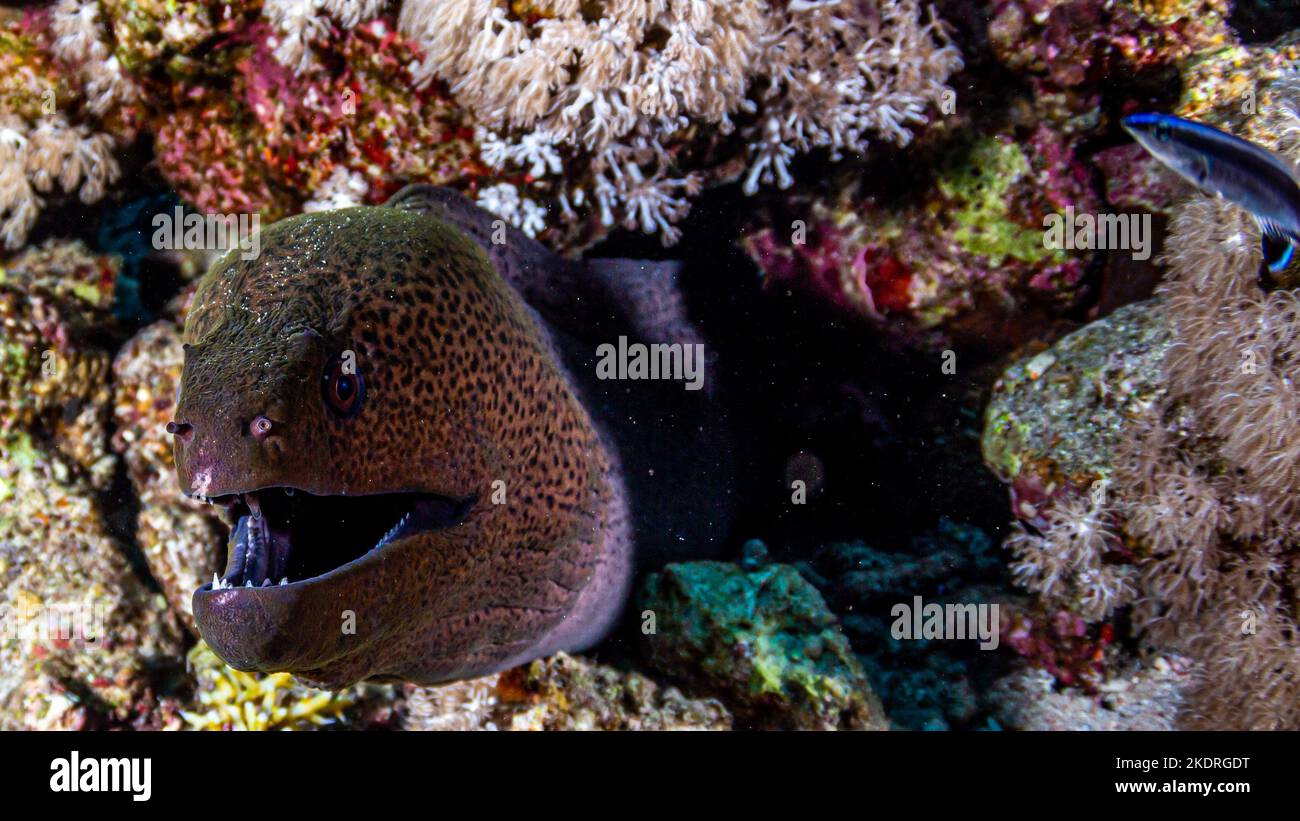 Close up of moray eel in coral reef Stock Photo - Alamy
