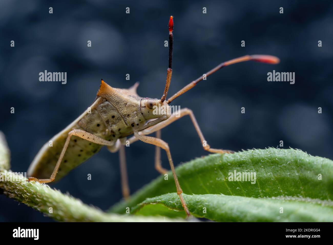 Chongqing mountain insects - bugs Stock Photo - Alamy
