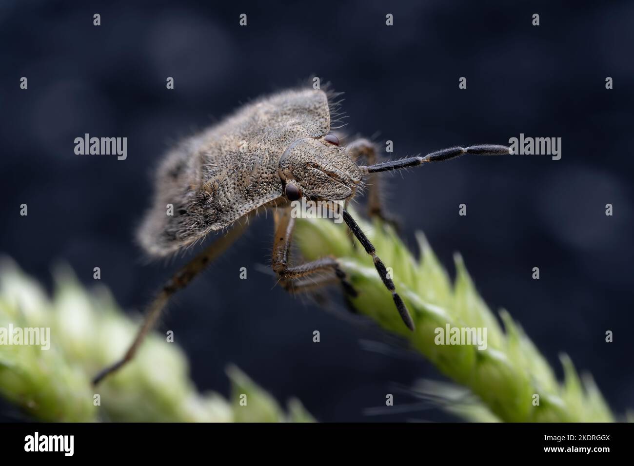 Chongqing mountain insects - bugs Stock Photo - Alamy