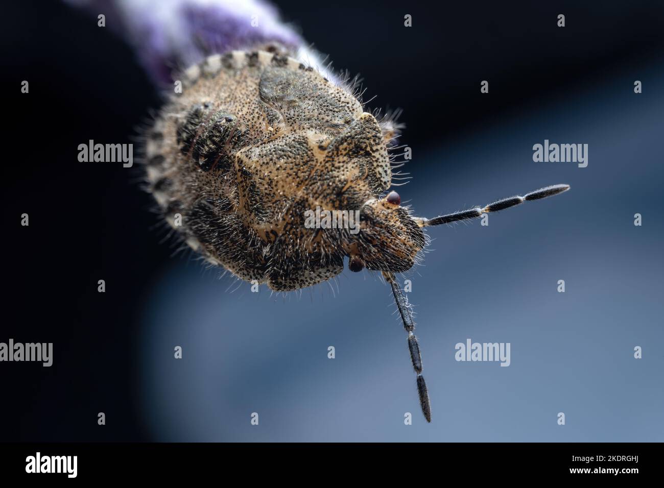 Chongqing mountain insects - bugs Stock Photo - Alamy