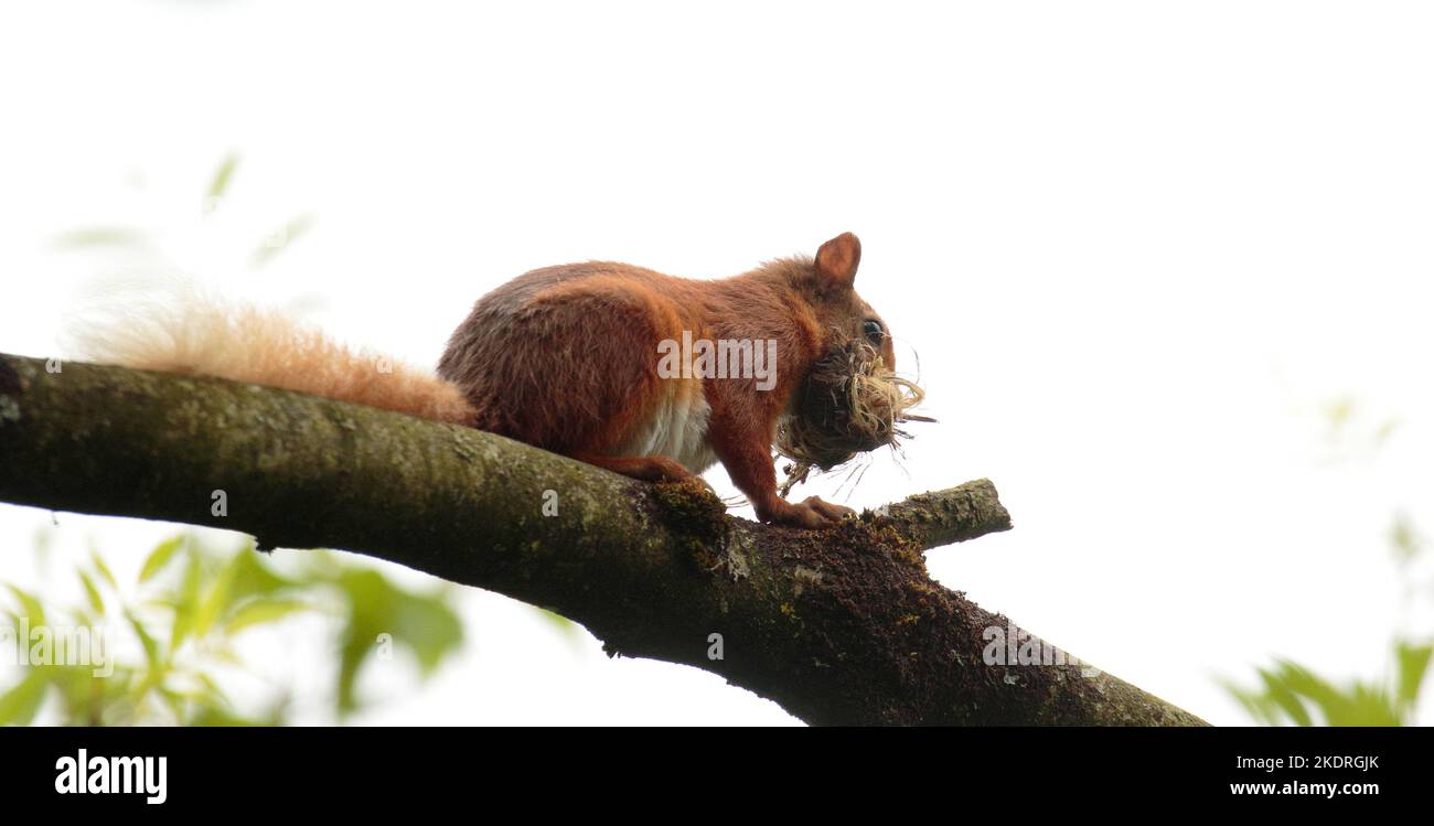 Evolutionary tree mammals hi-res stock photography and images - Alamy