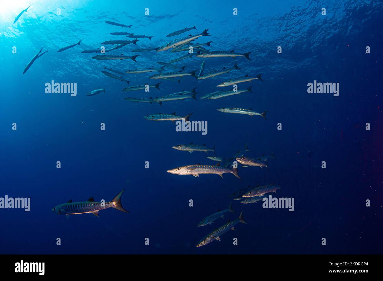 School of barracudas in open water on diving safari in Egypt Stock ...