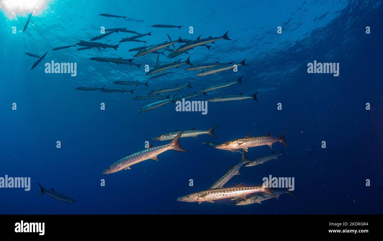 School of barracudas in open water on diving safari in Egypt Stock ...