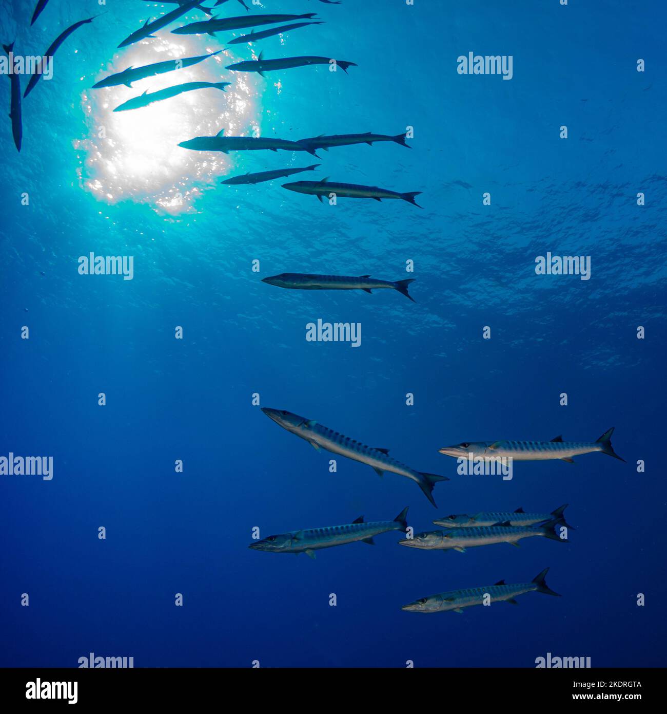 School of barracudas in open water on diving safari in Egypt Stock ...