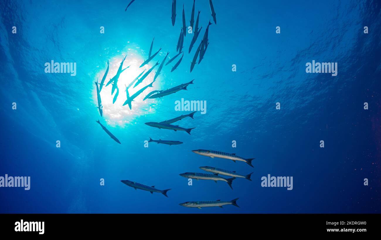 School of barracudas in open water on diving safari in Egypt Stock ...