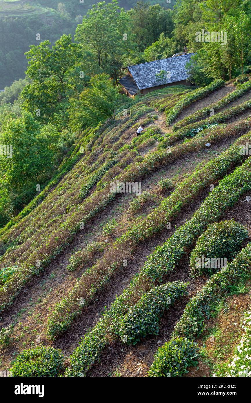 Tea garden scenery Stock Photo - Alamy