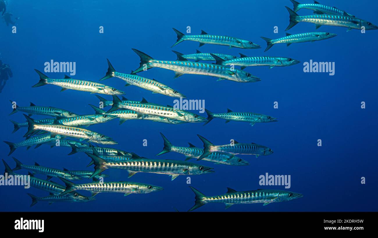 School of barracudas in open water on diving safari in Egypt Stock ...