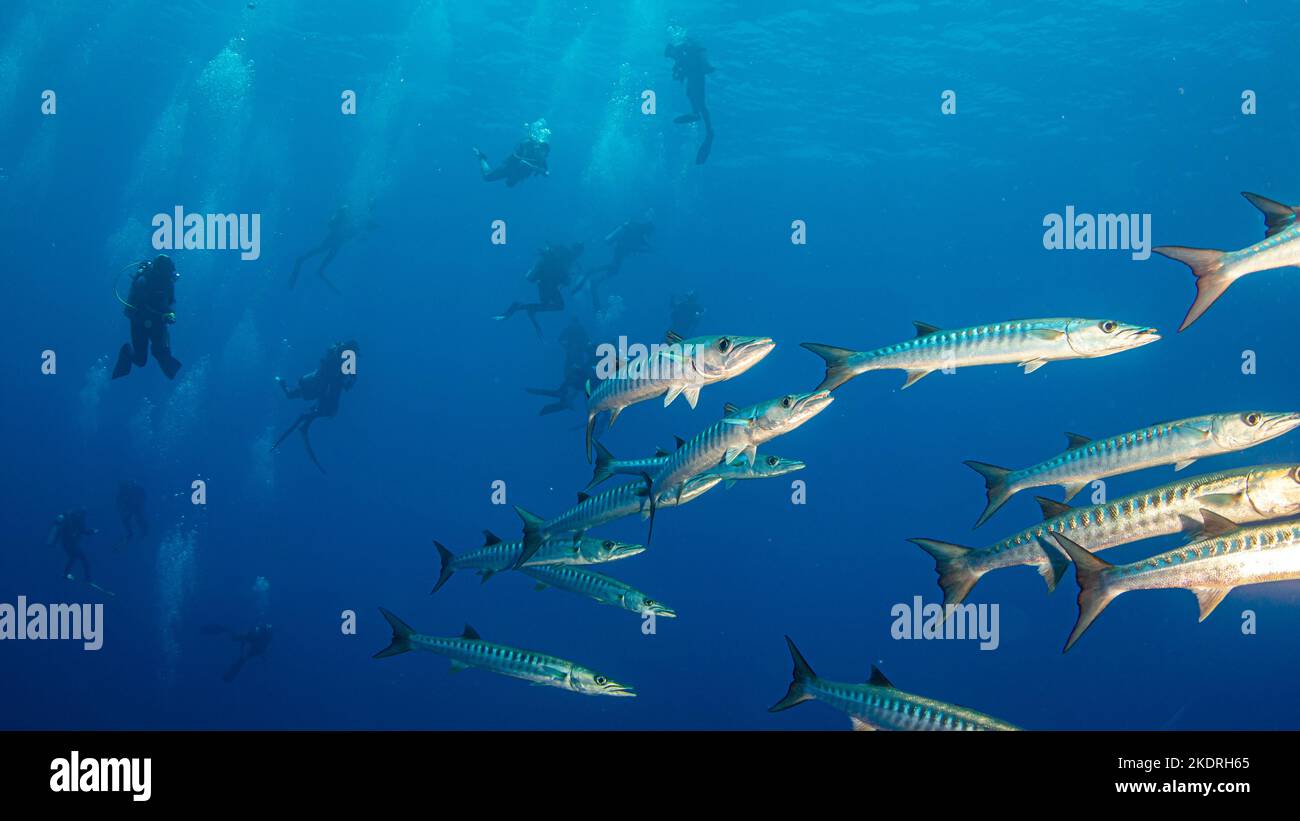 School of barracudas in open water on diving safari in Egypt with group ...