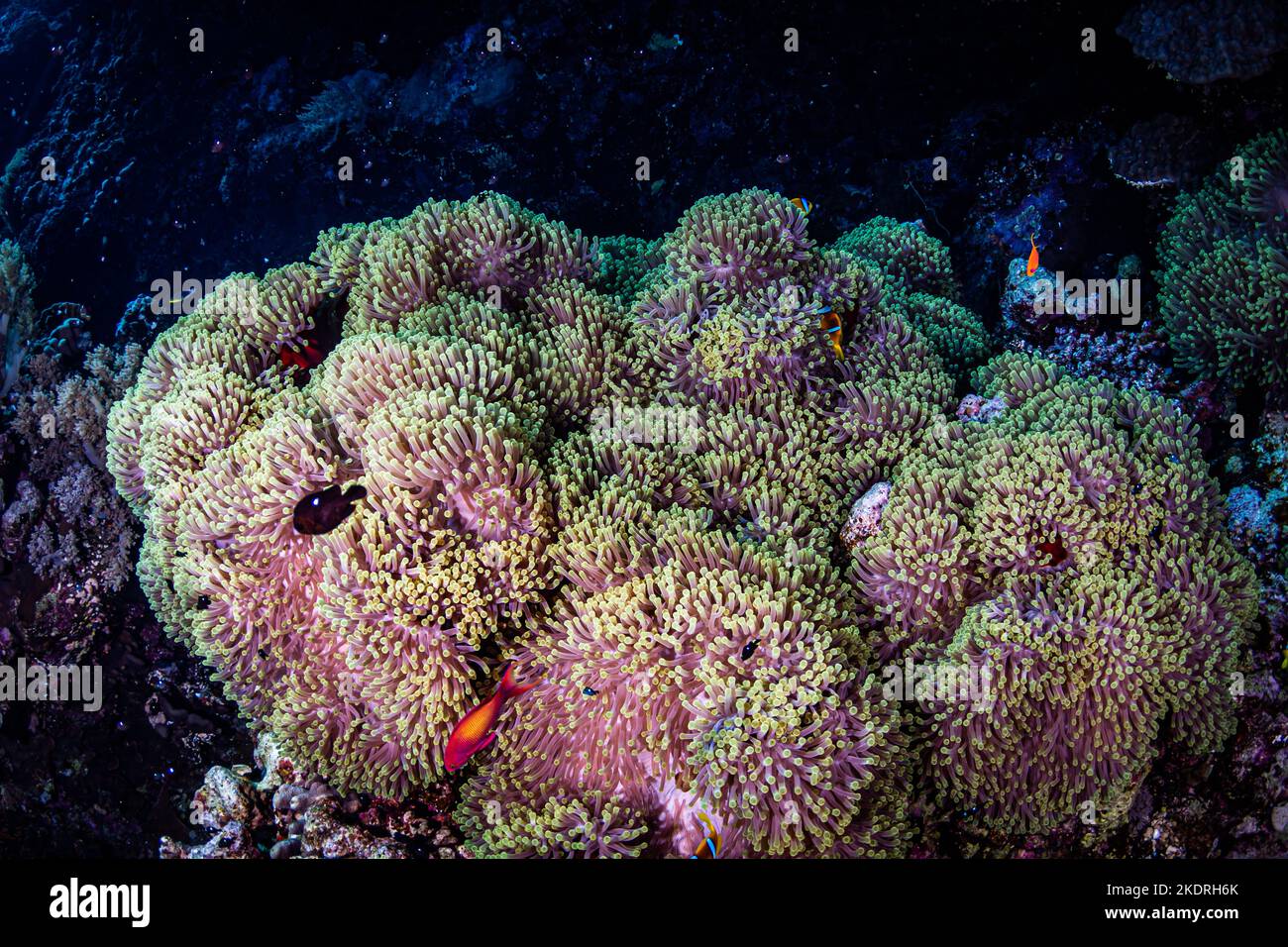 Nemo clownfish on anemone on a coral reef with black and blue ...