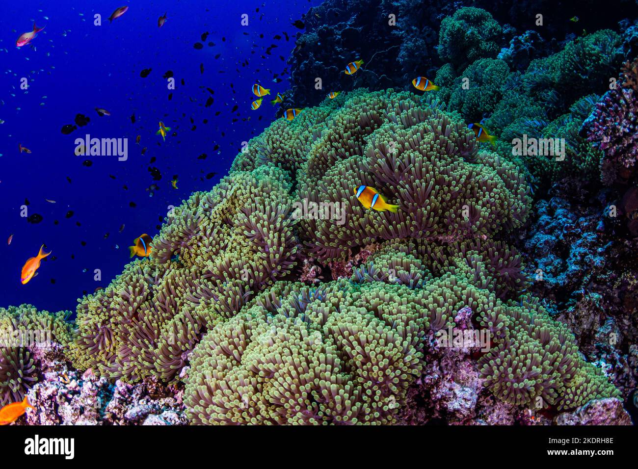 Nemo clownfish on anemone on a coral reef with black and blue ...