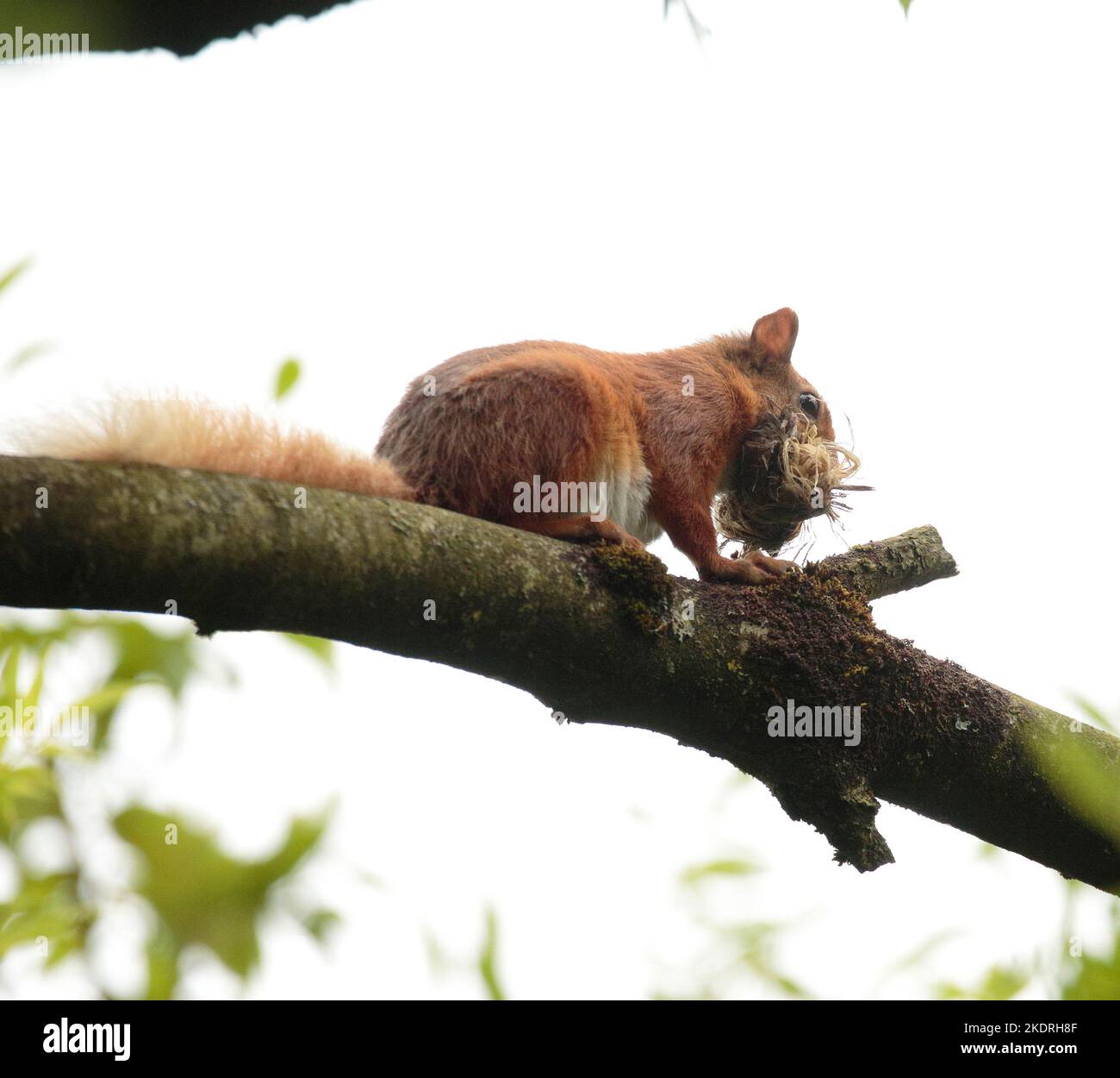 Drey squirrel hi-res stock photography and images - Alamy