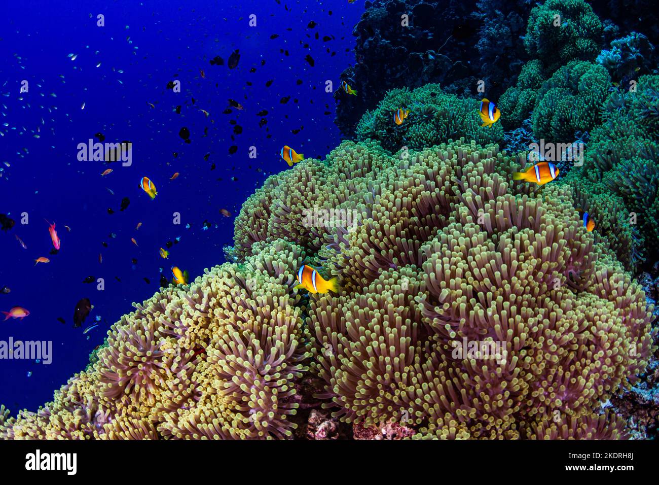 Nemo clownfish on anemone on a coral reef with black and blue ...